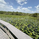 Anhinga Trail, Florida - 1,818 Reviews, Map | AllTrails