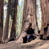 Congress Trail, California - 2,873 Reviews, Map | AllTrails