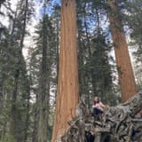 Big Trees Trail, California - 1,695 Reviews, Map | AllTrails