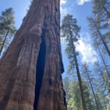 Congress Trail, California - 2,873 Reviews, Map | AllTrails