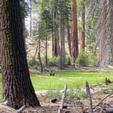 Congress Trail, California - 2,873 Reviews, Map | AllTrails