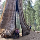 Congress Trail, California - 2,873 Reviews, Map | AllTrails