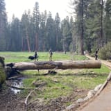 Big Trees Trail, California - 1,695 Reviews, Map | AllTrails