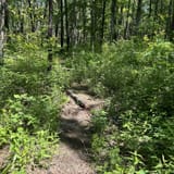 Butterfield Hiking Trail, Arkansas - 991 Reviews, Map | AllTrails