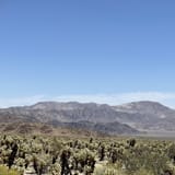Cholla Cactus Garden, California - 2,337 Reviews, Map | AllTrails