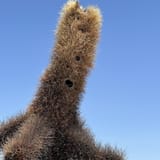 Cholla Cactus Garden, California - 2,351 Reviews, Map | AllTrails