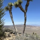 Ryan Mountain, California - 7,680 Reviews, Map | AllTrails