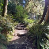 Spruce Nature Trail, Washington - 1,591 Reviews, Map | AllTrails