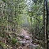 Newlands Forest via the Contour Path, Western Cape, South Africa - 703 ...