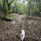 Newlands Forest via the Contour Path, Western Cape, South Africa - 703 ...