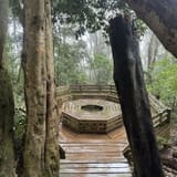 Newlands Forest via the Contour Path, Western Cape, South Africa - 703 ...
