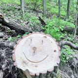 Tracy Ridge Hiking Trail System , Pennsylvania - 349 Reviews, Map ...