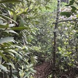 Red Byrd Arch, Kentucky - 265 Reviews, Map | AllTrails