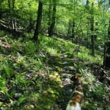 Black Ridge Trail, Virginia - 655 Reviews, Map | AllTrails