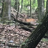 Black Ridge Trail, Virginia - 655 Reviews, Map | AllTrails