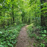 King's Bluff Loop Trail, Arkansas - 373 Reviews, Map | AllTrails