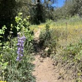 Sweetwater River Loop Trail, California - 439 Reviews, Map | AllTrails