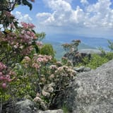 Sharp Top Trail, Virginia - 2,925 Reviews, Map | AllTrails