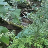 Tanyard Perimeter Loop, Arkansas - 2,781 Reviews, Map | AllTrails