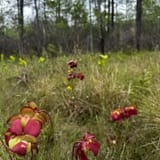 Green Swamp Preserve, North Carolina - 204 Reviews, Map | AllTrails