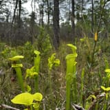 Green Swamp Preserve, North Carolina - 204 Reviews, Map | AllTrails