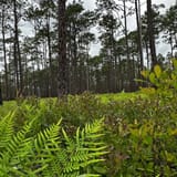 Green Swamp Preserve, North Carolina - 204 Reviews, Map | AllTrails