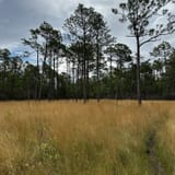 Green Swamp Preserve, North Carolina - 204 Reviews, Map | AllTrails
