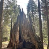 Big Stump Loop, California - 909 Reviews, Map | AllTrails