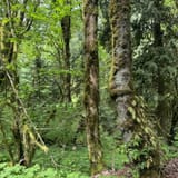 Tryon Creek Triple Bridge Loop, Oregon - 1,506 Reviews, Map | AllTrails
