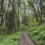 Tryon Creek Triple Bridge Loop, Oregon - 1,506 Reviews, Map | AllTrails