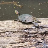 Moon Seed Loop, Louisiana - 389 Reviews, Map | AllTrails