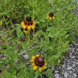 Moon Seed Loop, Louisiana - 367 Reviews, Map | AllTrails