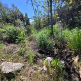 Morgan Trail, California - 536 Reviews, Map | AllTrails