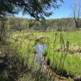 The Manistee River Loop Trail, Michigan - 2,054 Reviews, Map | AllTrails