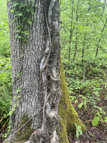 Best Lake Trails in Salem State Forest | AllTrails