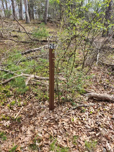 Best Forest Trails in Boxford State Forest | AllTrails