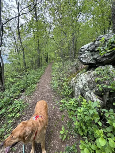 Best Historic Site Trails in Front Royal | AllTrails