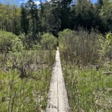 The Manistee River Loop Trail, Michigan - 2,054 Reviews, Map | AllTrails