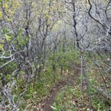 Storm King Mountain Memorial Trail, Colorado - 630 Reviews, Map | AllTrails