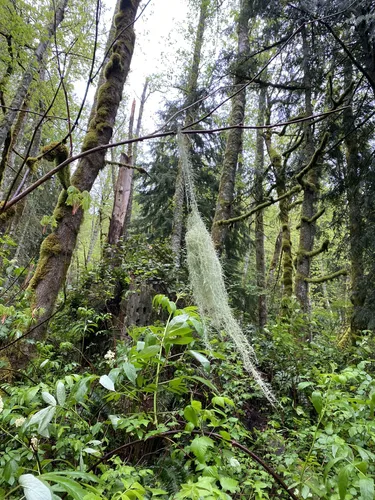 Best Wild Flowers Trails in West Tiger Mountain Natural Resource ...