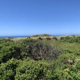 Tomales Point Trail, California - 6,512 Reviews, Map | AllTrails