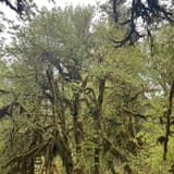 Hall of Mosses Trail, Washington - 5,483 Reviews, Map | AllTrails