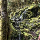 Four Stream Trail, Washington - 186 Reviews, Map | AllTrails