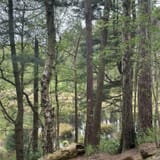 Old Pale Hill and Delamere Forest, Cheshire, England - 1,041 Reviews ...