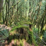 Big Tree Ridge Trail: Short Version, Washington - 292 Reviews, Map ...