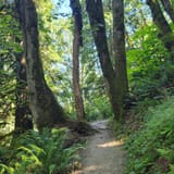 Big Tree Ridge Trail: Short Version, Washington - 295 Reviews, Map ...