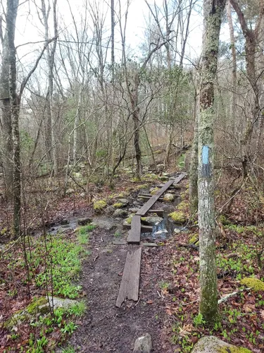 Best Bird Watching Trails in Pachaug State Forest | AllTrails