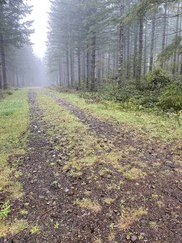 Best Waterfall Trails in Yacolt Burn State Forest | AllTrails