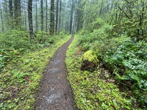 Best Waterfall Trails in Yacolt Burn State Forest | AllTrails