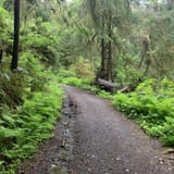 Clatsop Loop Trail from Indian Beach, Oregon - 2,688 Reviews, Map ...